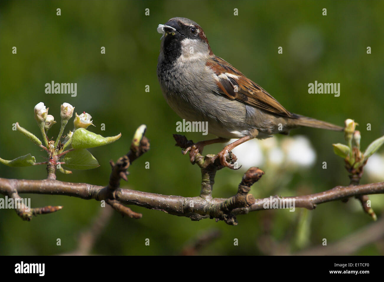 Eating knobs from fruittree hi-res stock photography and images - Alamy