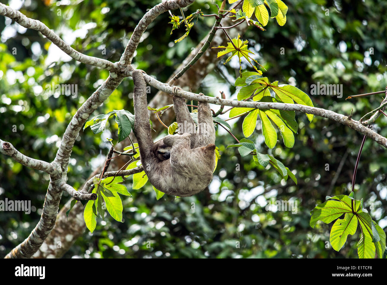 Brown-throated three-toed sloth hanging on tree Costa Rica Stock Photo ...