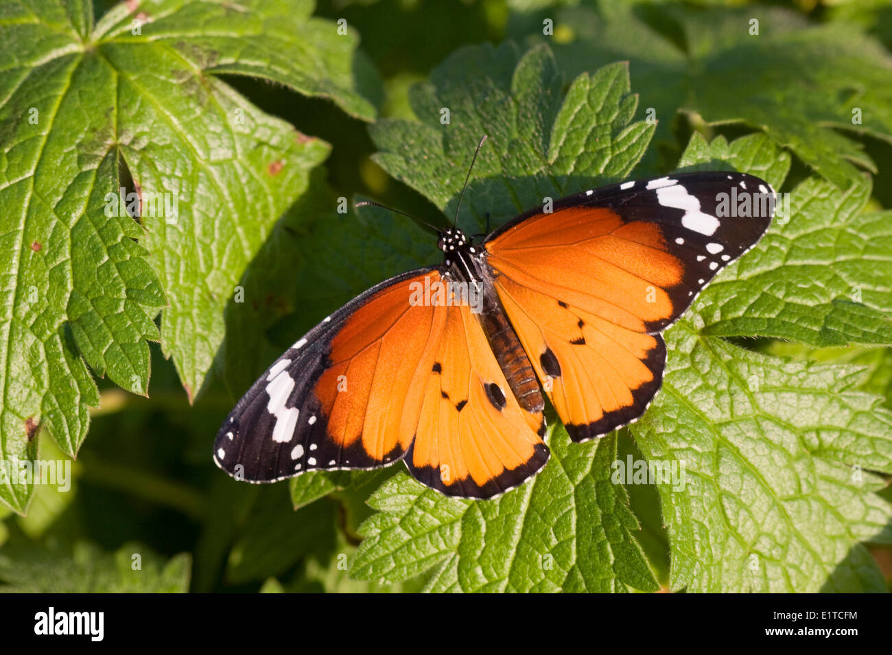 Plain tiger monarch hi-res stock photography and images - Alamy