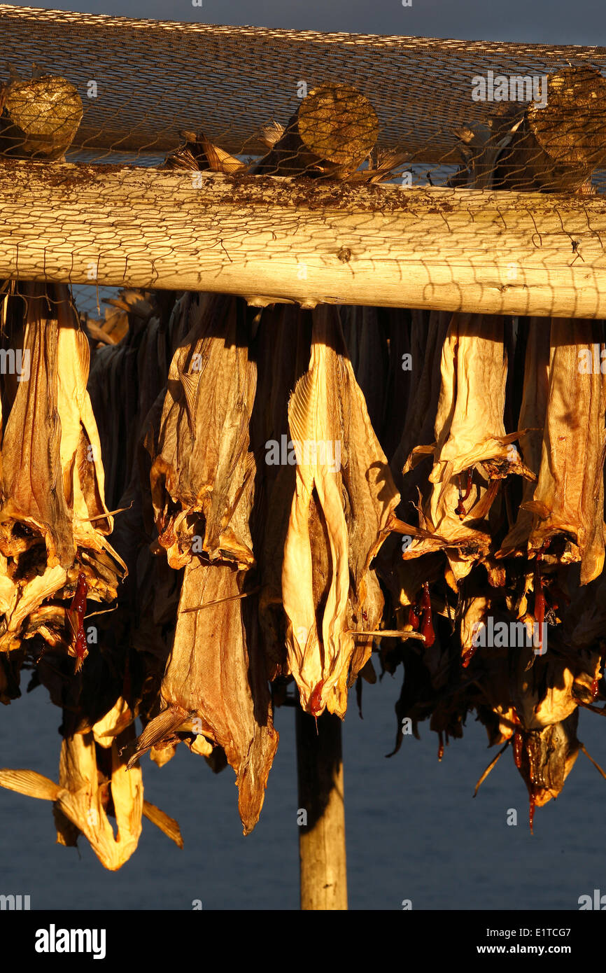 Stockfish drying at fishing village at the Lofoten Stock Photo - Alamy