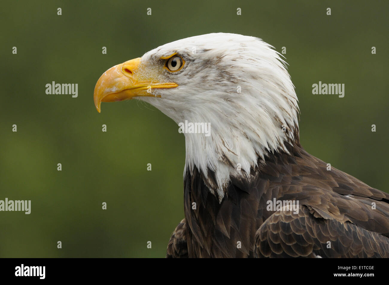 portret of 8 years old bald eagle Stock Photo - Alamy
