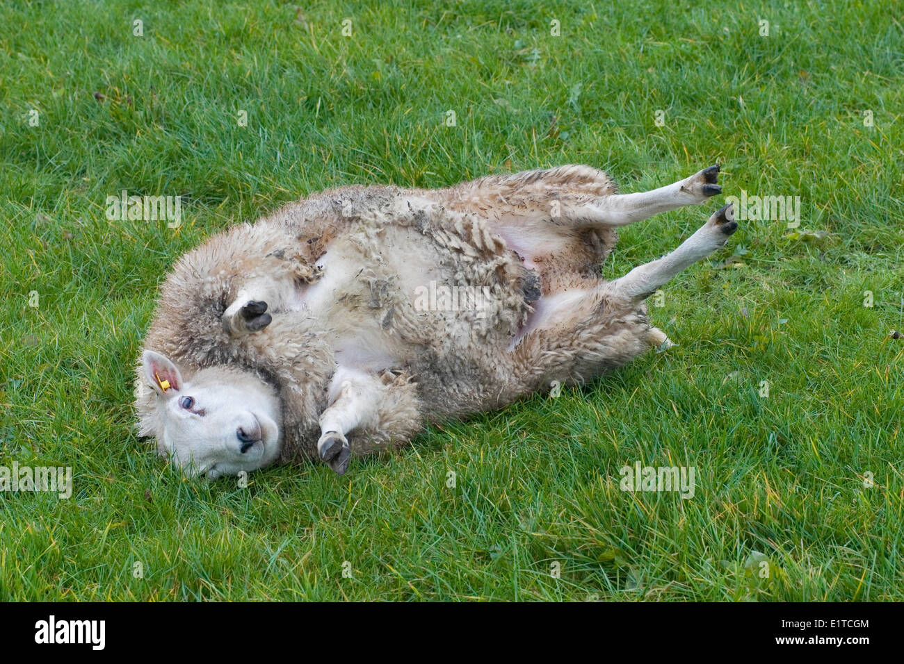 A sheep on it's back, which is very dangerous of the sheep. It can't ...
