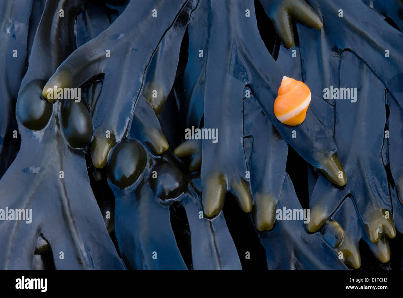 Mollusca spiral hi-res stock photography and images - Alamy