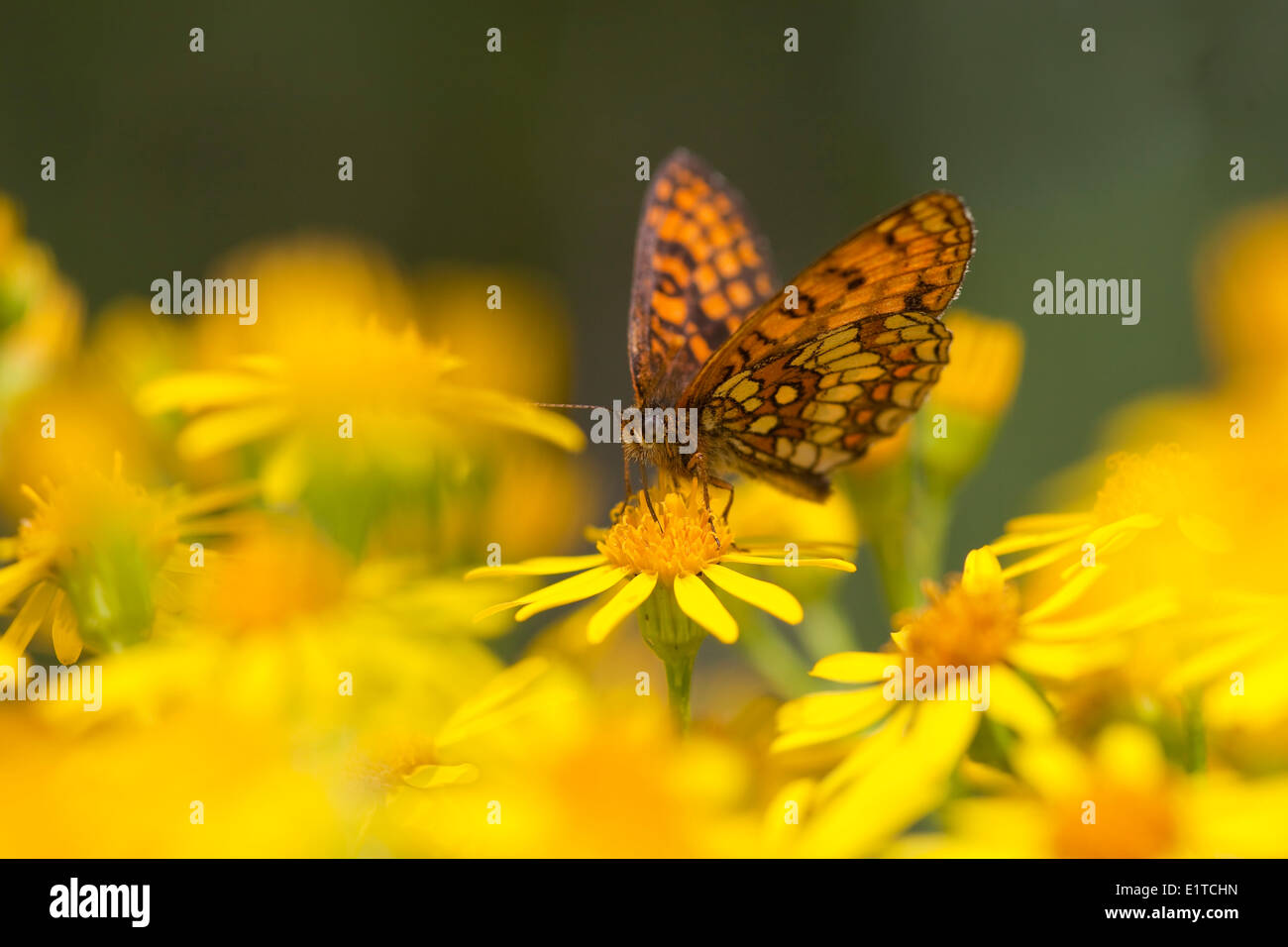 Heath Fritillary on Ragwort Stock Photo - Alamy