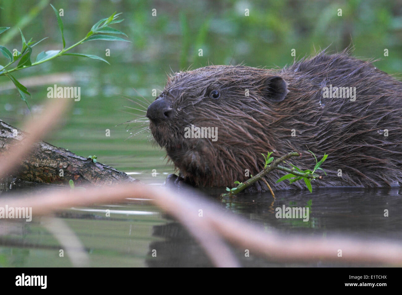 Beaver management hi-res stock photography and images - Alamy