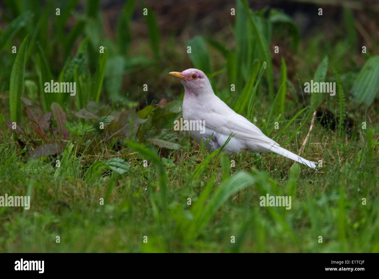 Albinism eyes hi-res stock photography and images - Alamy