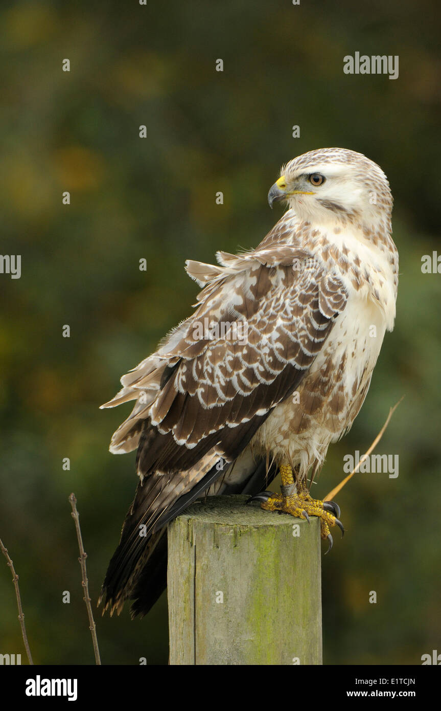 Light morph Buzzard perched on wooden pole looking for prey Stock Photo ...