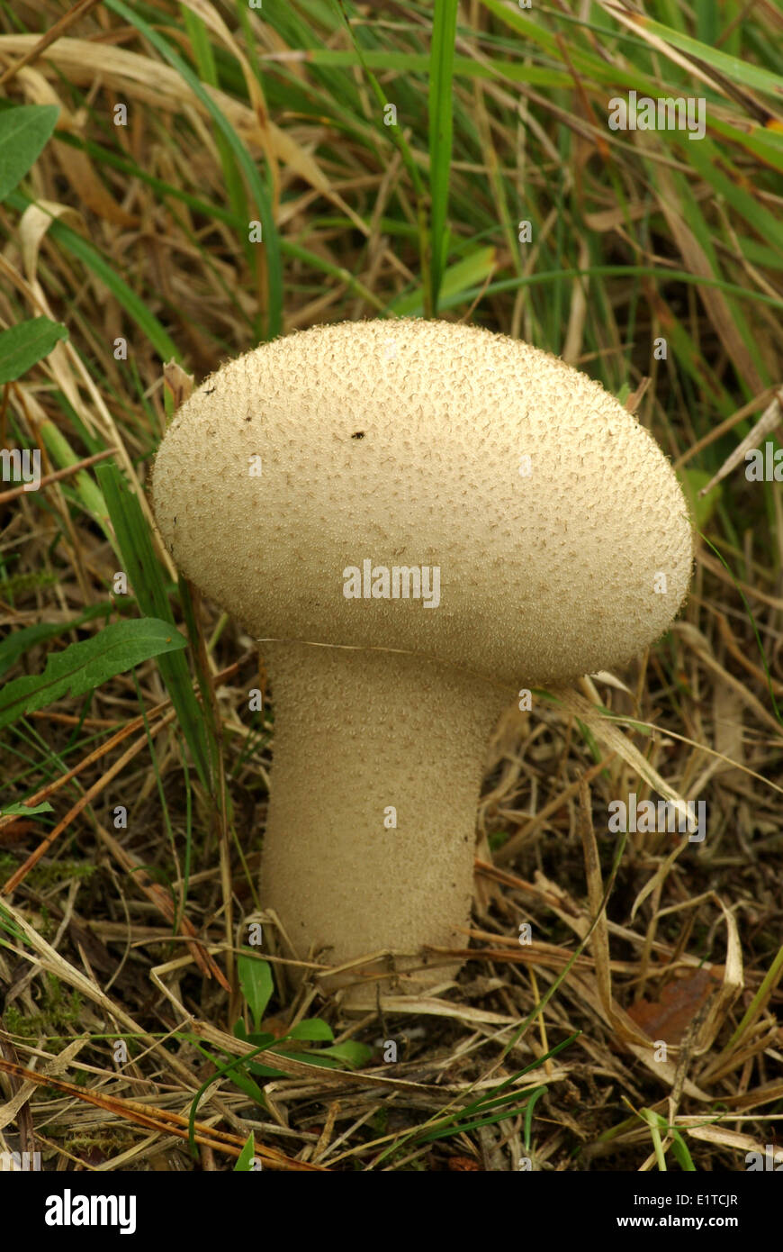 Long Stemmed Puffball Stock Photos & Long Stemmed Puffball Stock Images ...