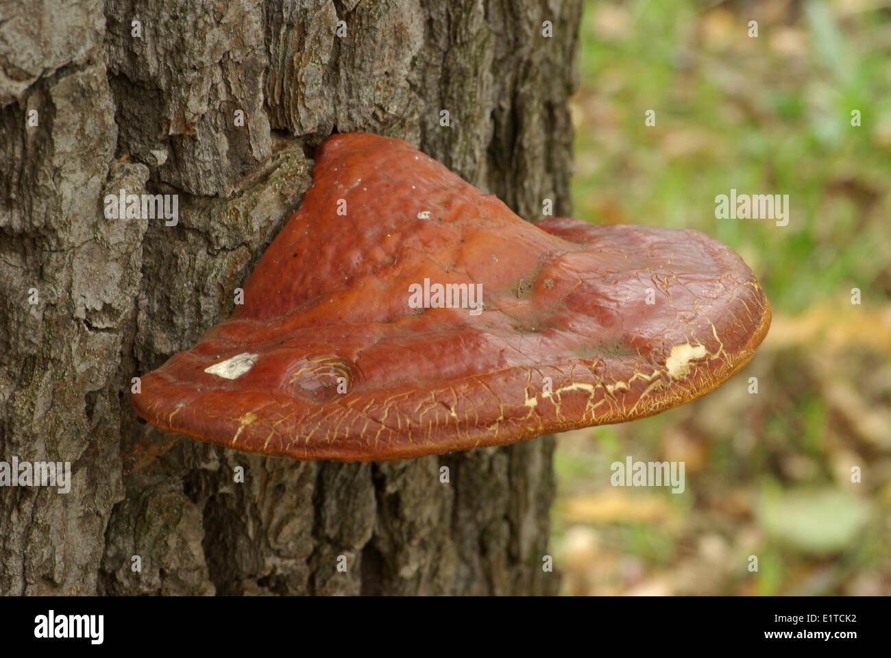 The top of a Lacquered Bracket on an oak tree Stock Photo - Alamy