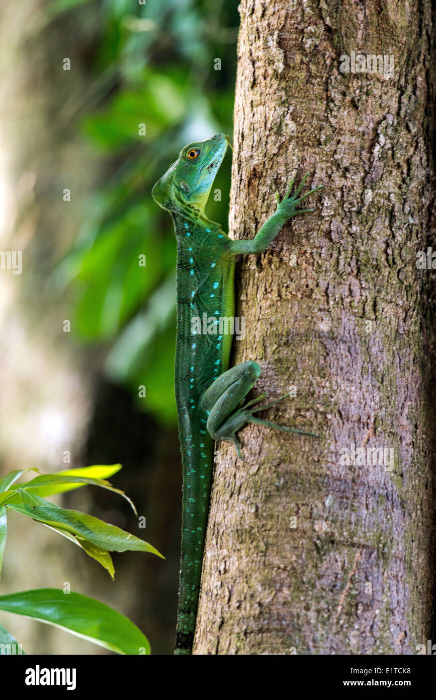 Plumed basilisk Basiliscus plumifrons green basilisk lizard Costa Rica ...