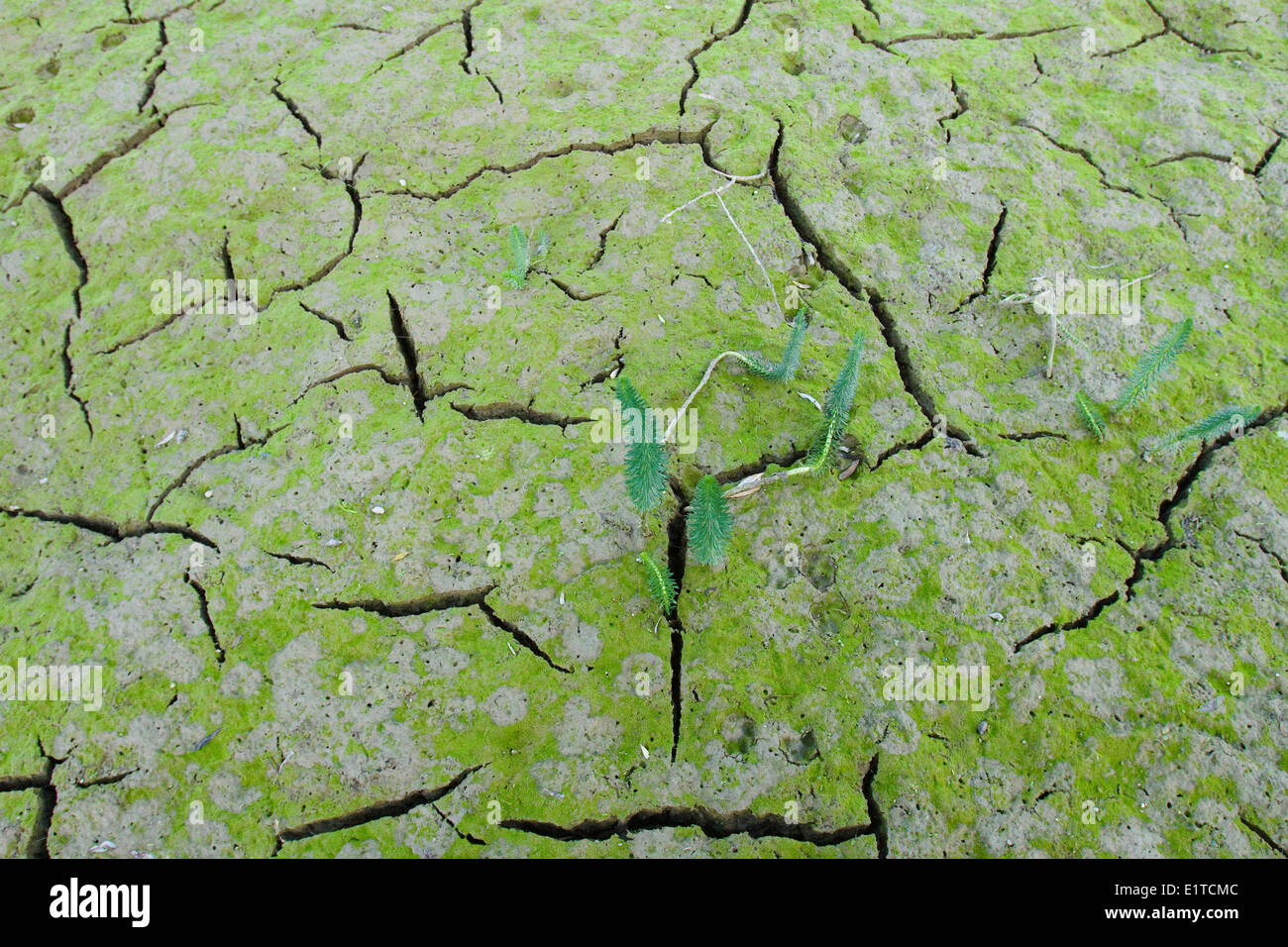 Common Mare's-tail on bottom of empty pool with cracks in soil Stock ...