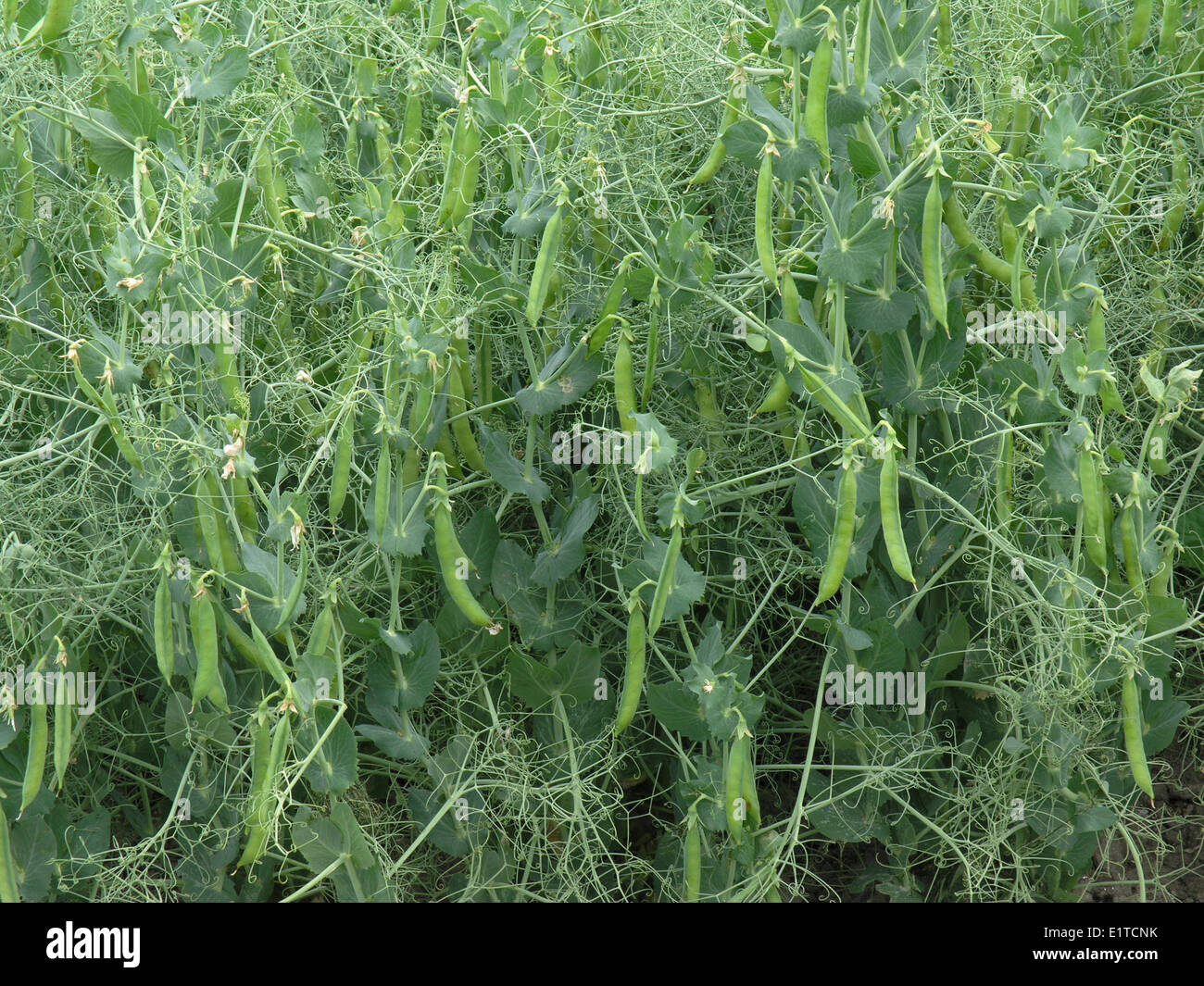 Fruiting Pea plant Stock Photo - Alamy