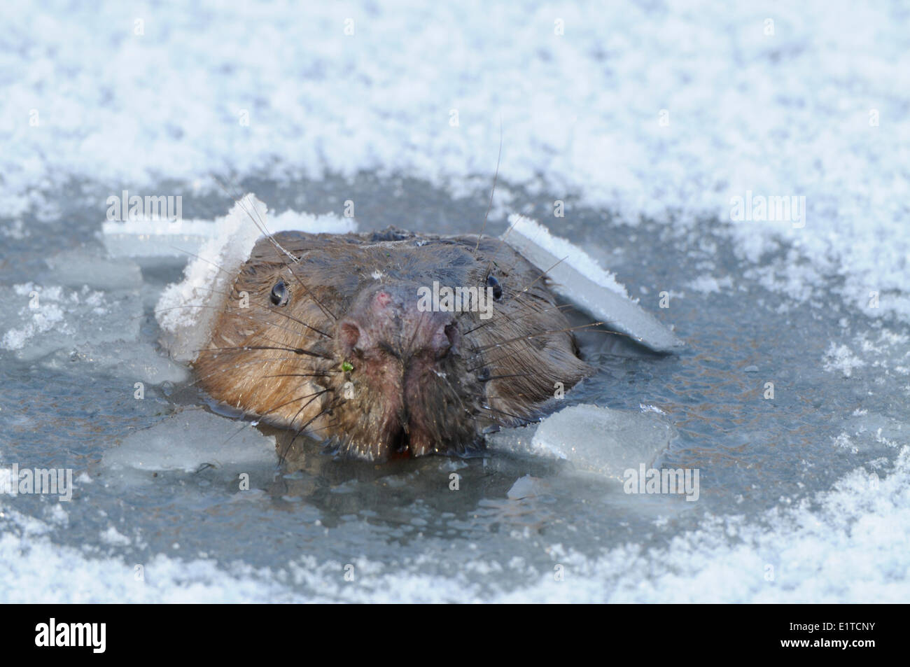 Beaver castoreum hi-res stock photography and images - Alamy
