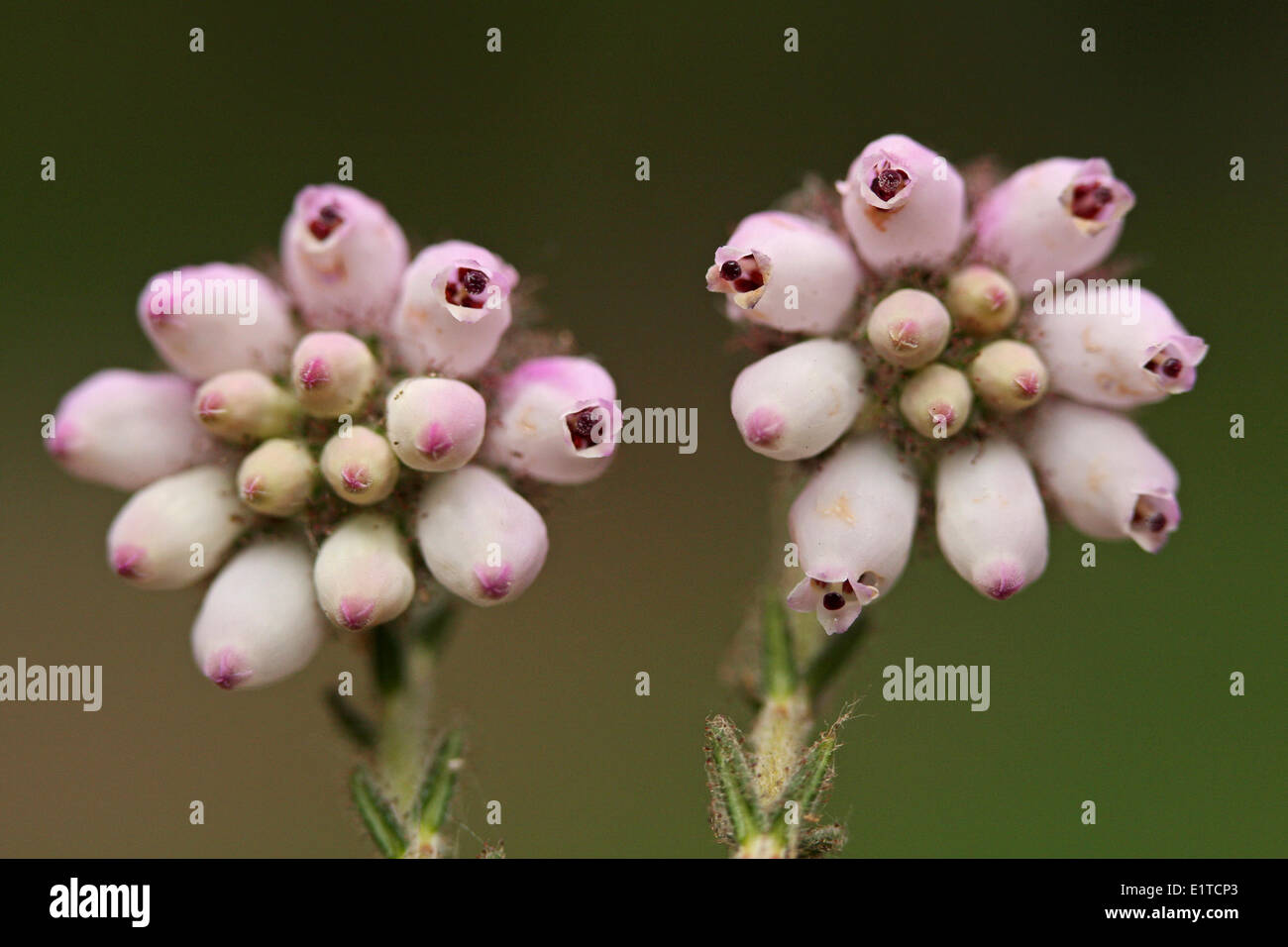 close-up frontal view of 2 inflorescenses of Bog Heather Stock Photo ...