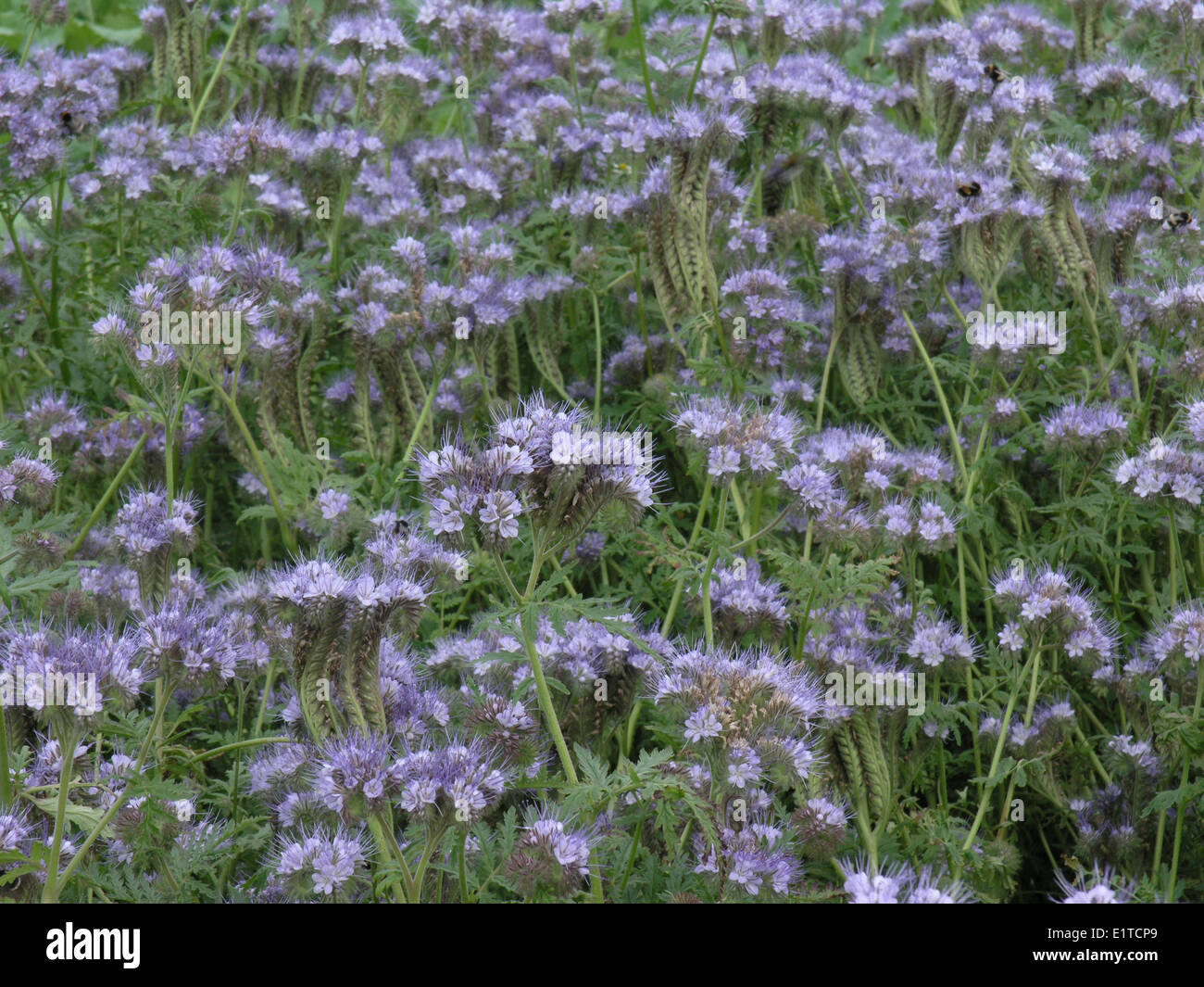 Lacy phacelia (Phacelia tanacetifolia Stock Photo - Alamy