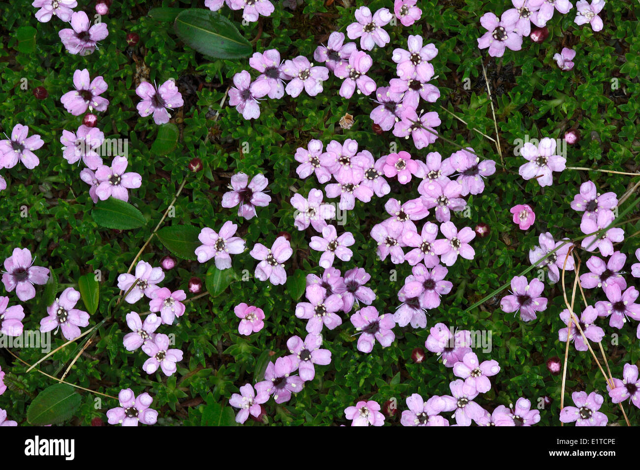 Arctische floraArctic flora Stock Photo - Alamy