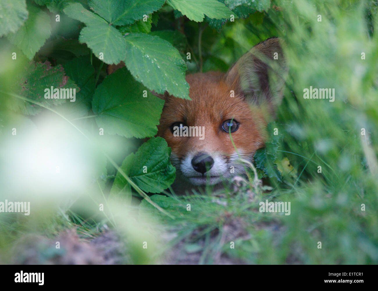 Fox cup peeping through the gras Stock Photo - Alamy