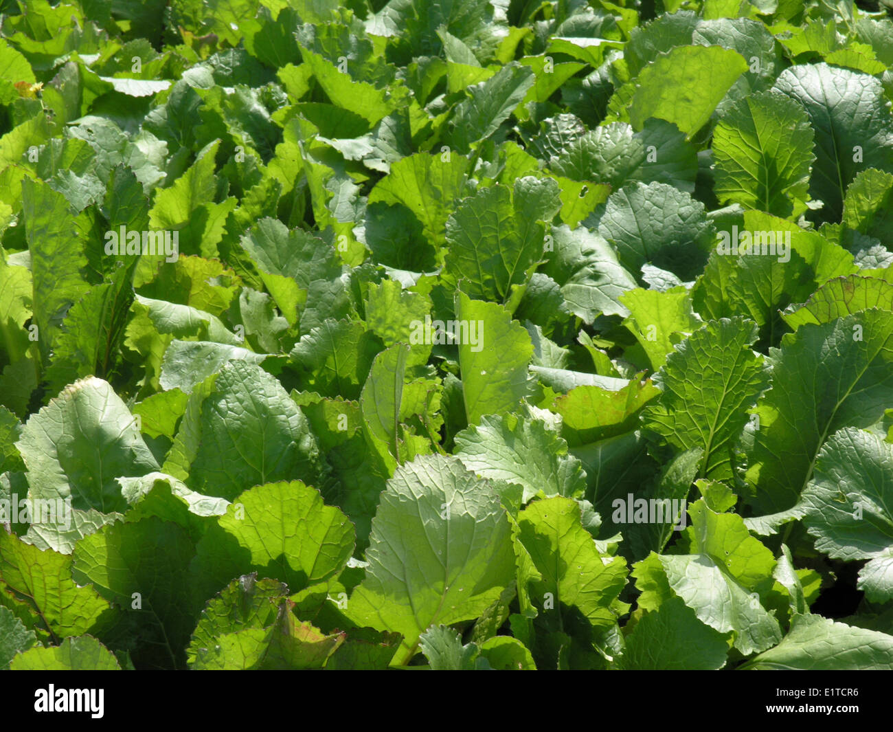 Turnips (Brassica rapa Stock Photo - Alamy