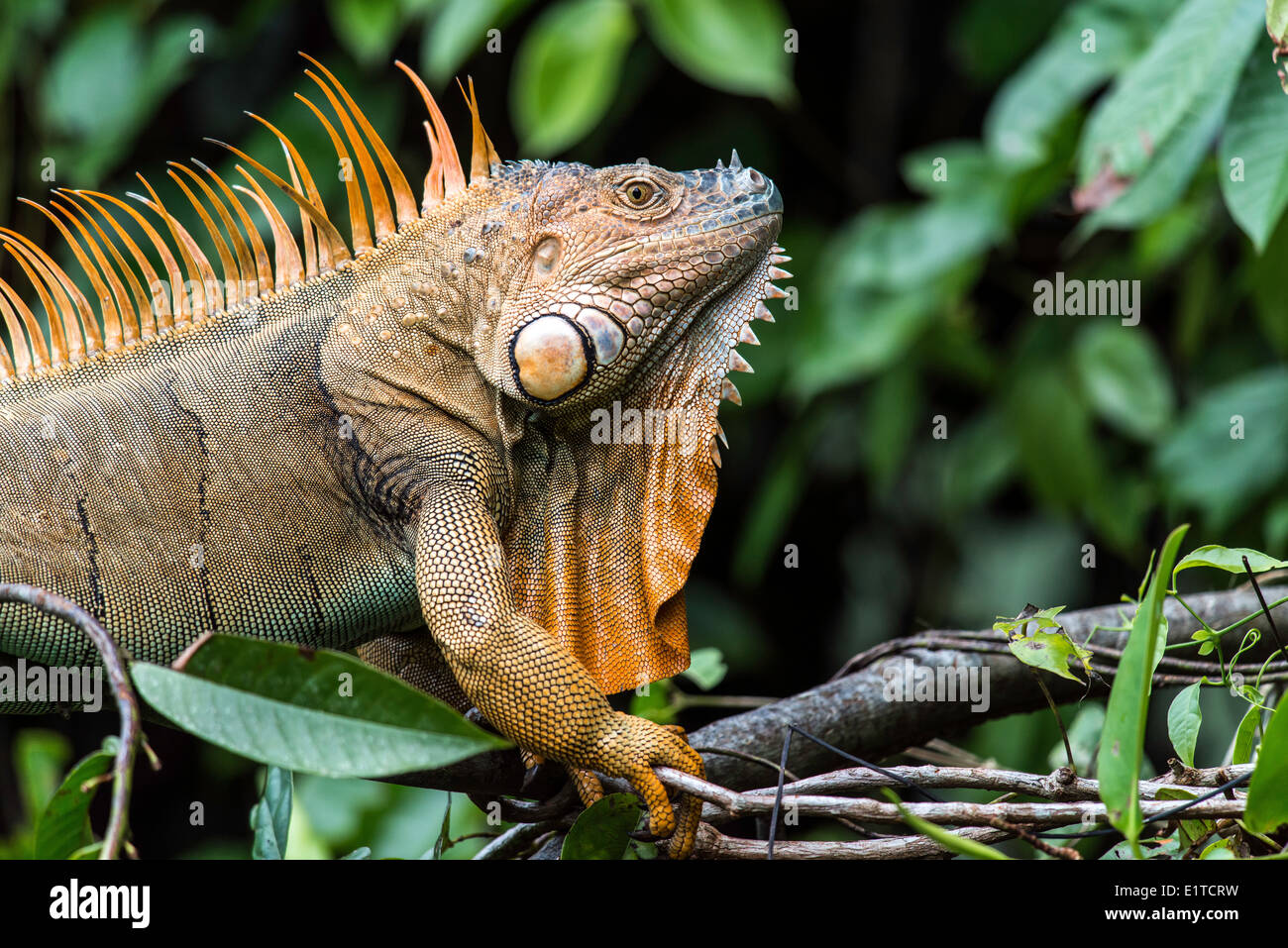 Green iguana (Iguana iguana) on a tree Tortuguero National park Costa ...