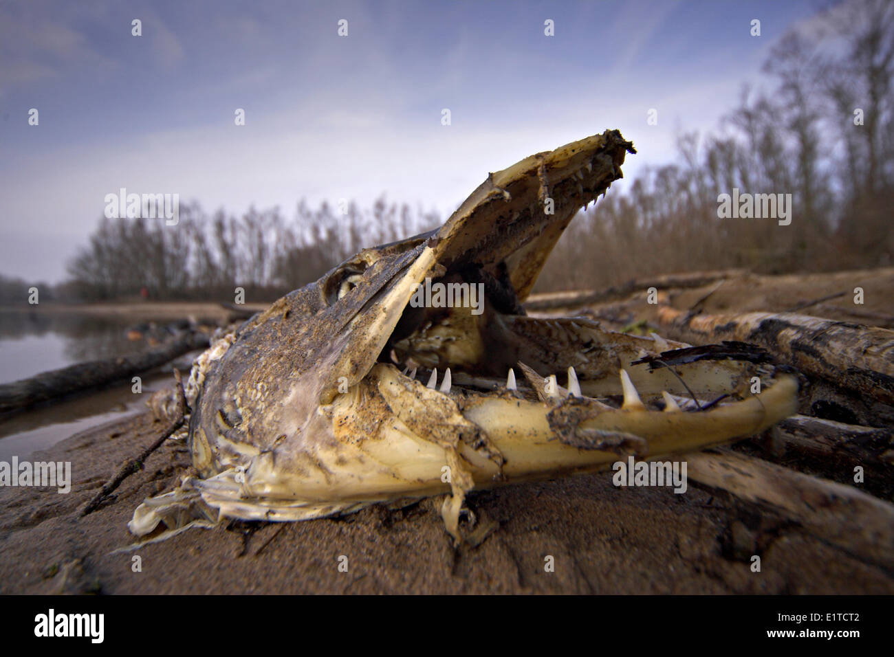 Dead pike hi-res stock photography and images - Alamy
