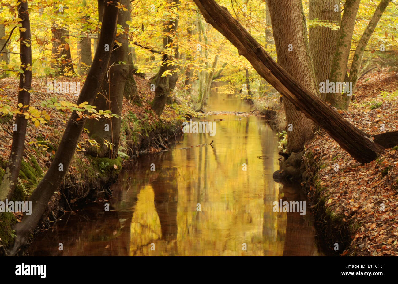 Brook at Leuvenum in the autumn Stock Photo - Alamy