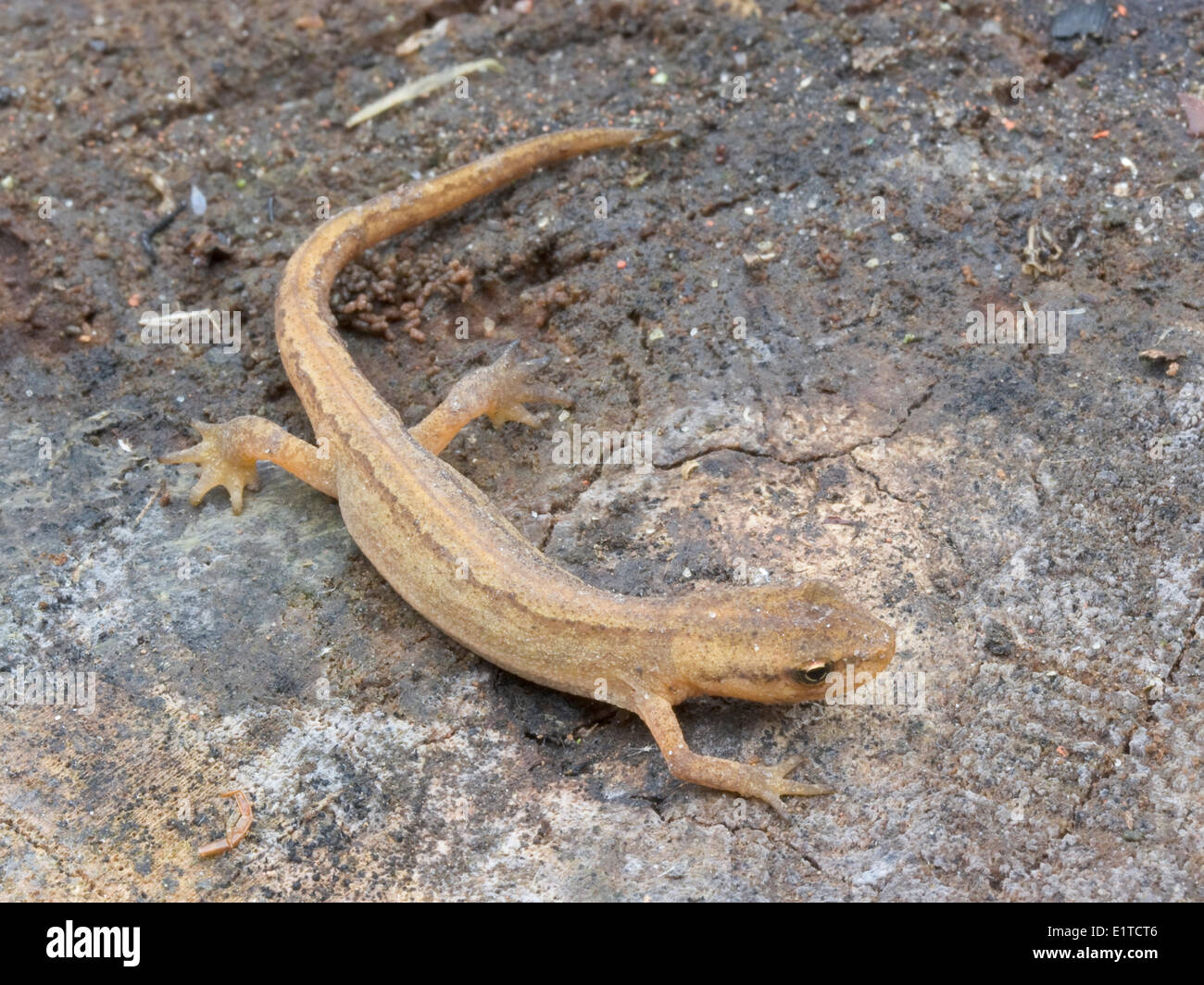 Young female terrestrial Smooth Newt (Lissotriton vulgaris Stock Photo ...