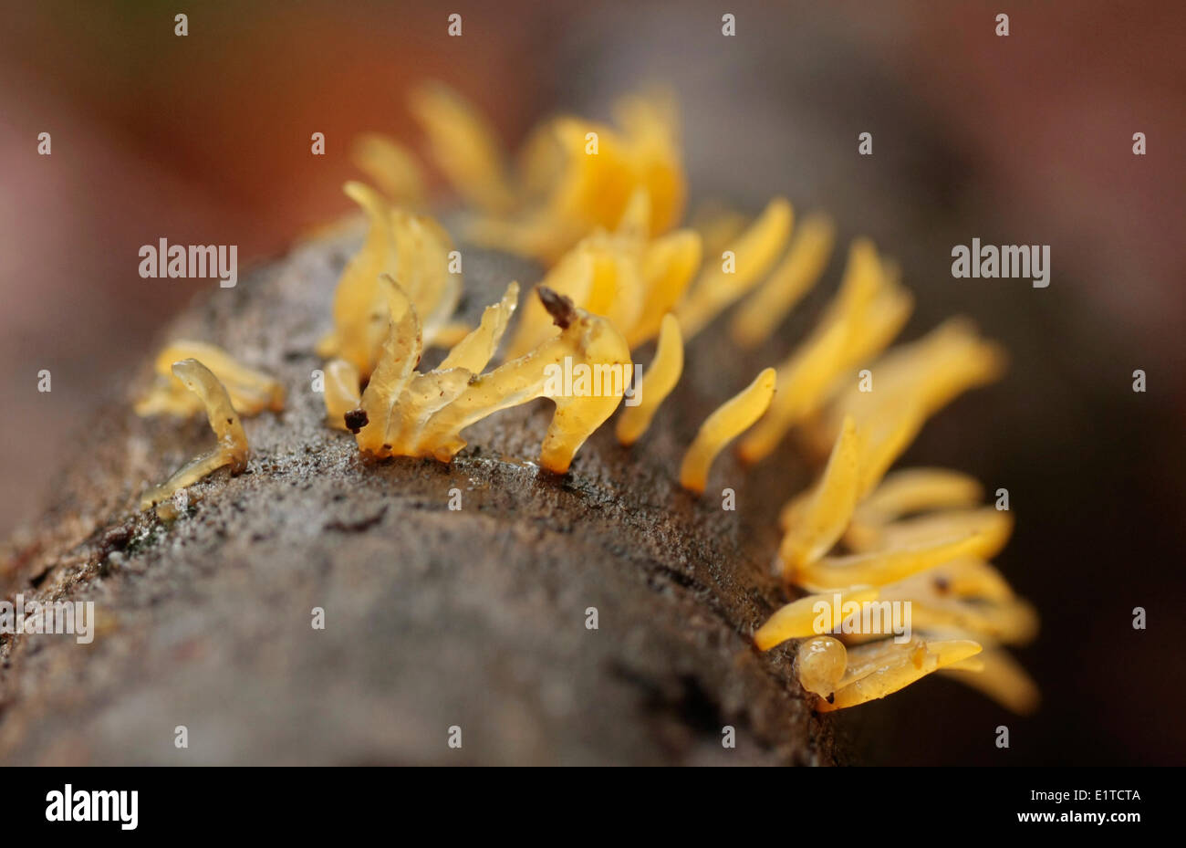 Cornea Stock Photos & Cornea Stock Images - Alamy