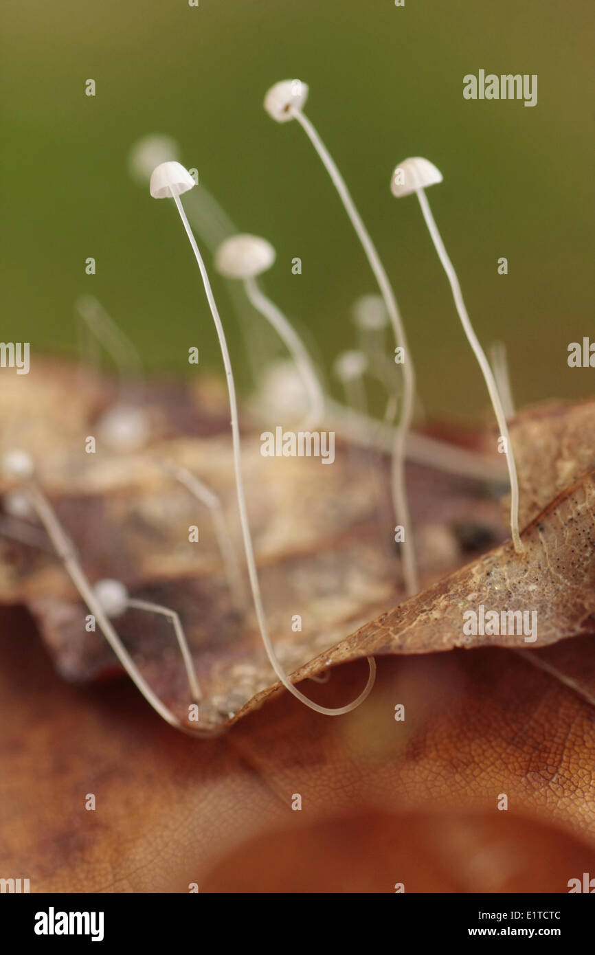 Beech leaf bonnet hi-res stock photography and images - Alamy