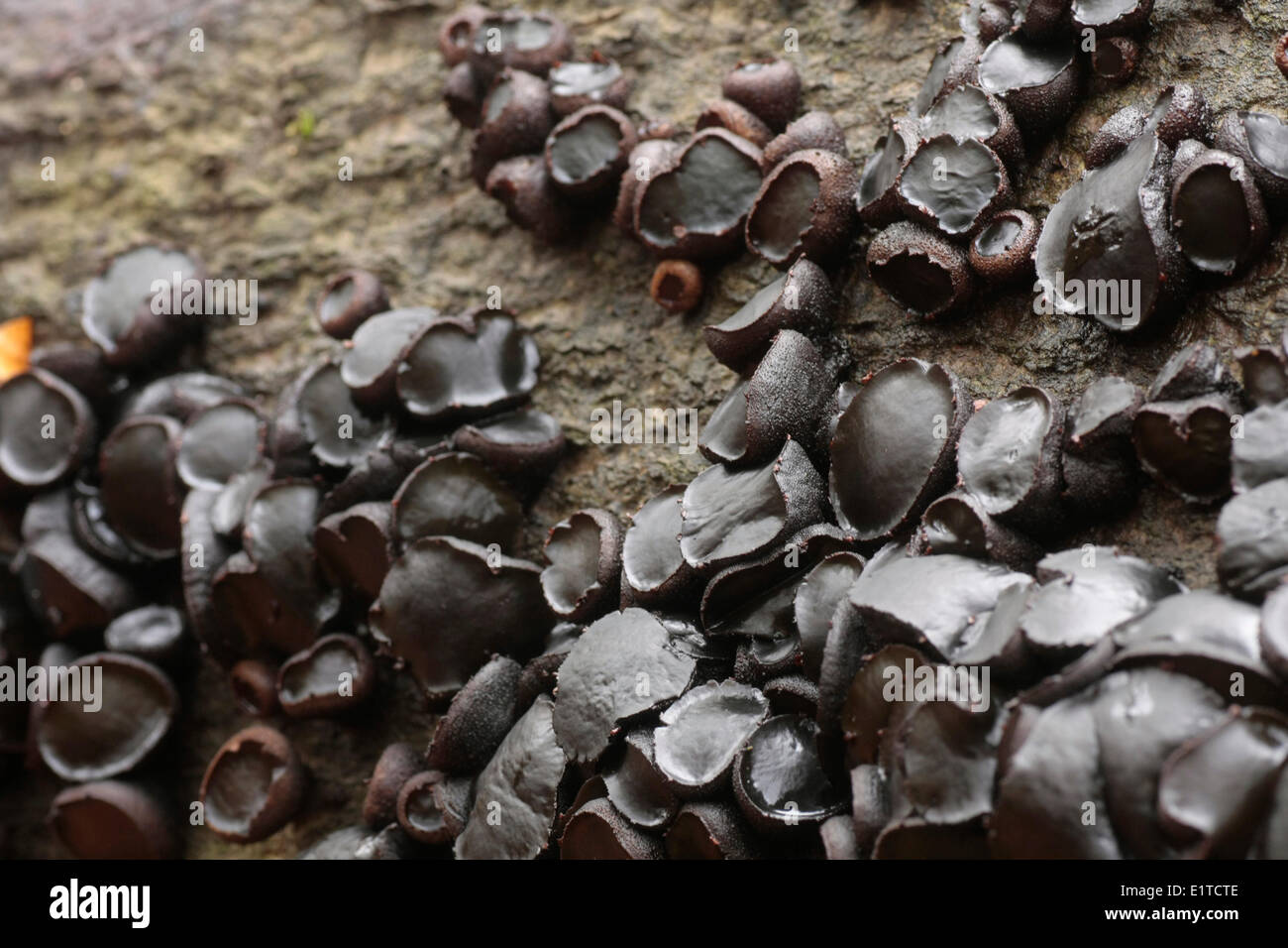 Bulgariaceae hi-res stock photography and images - Alamy