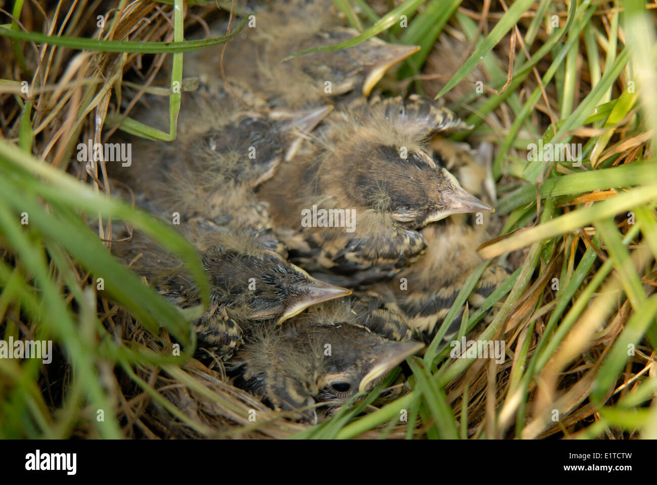 Yellow wagtail (Motacilla flava) nest with four hatchlings Stock Photo ...