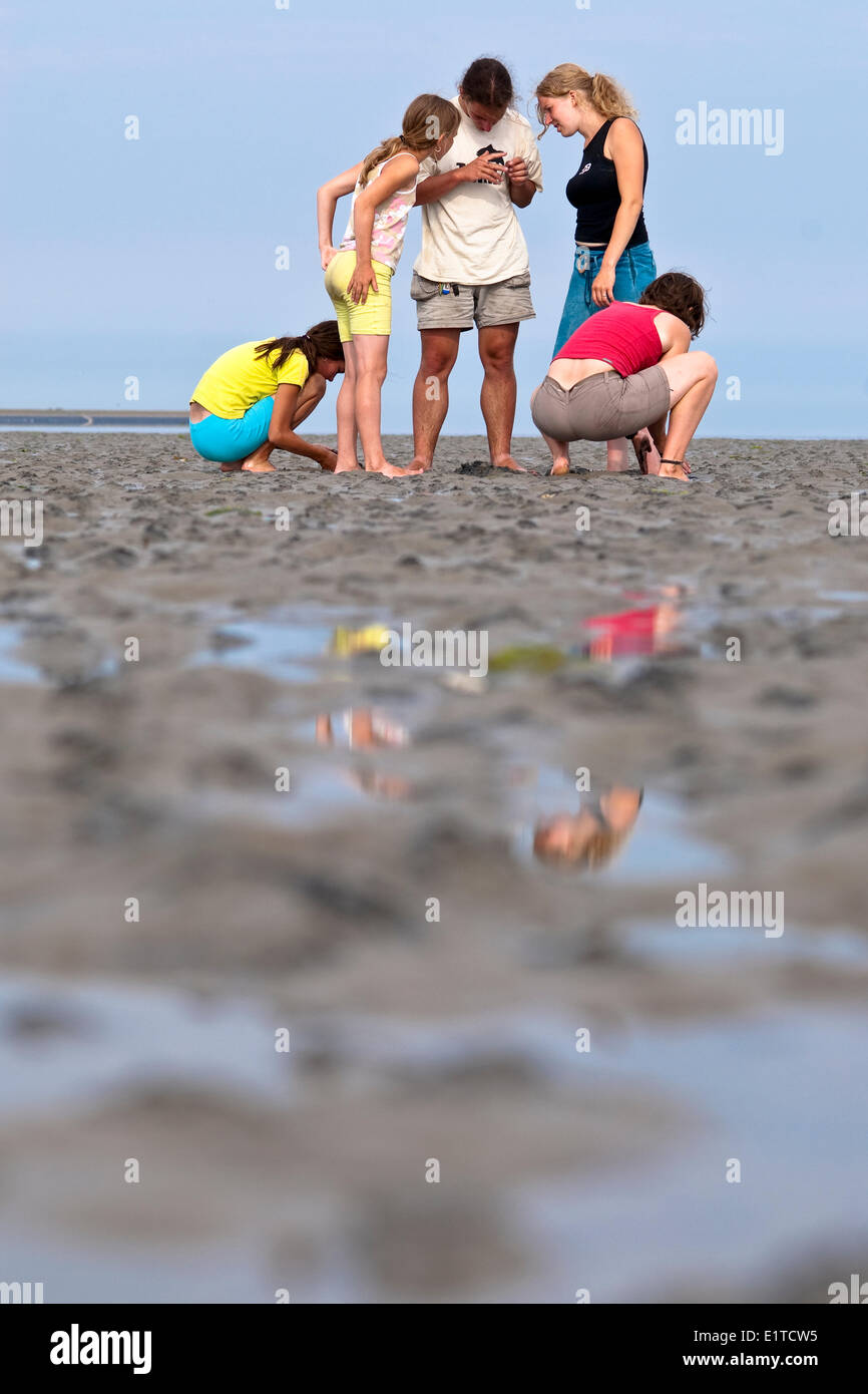 Mudflat worm hi-res stock photography and images - Alamy