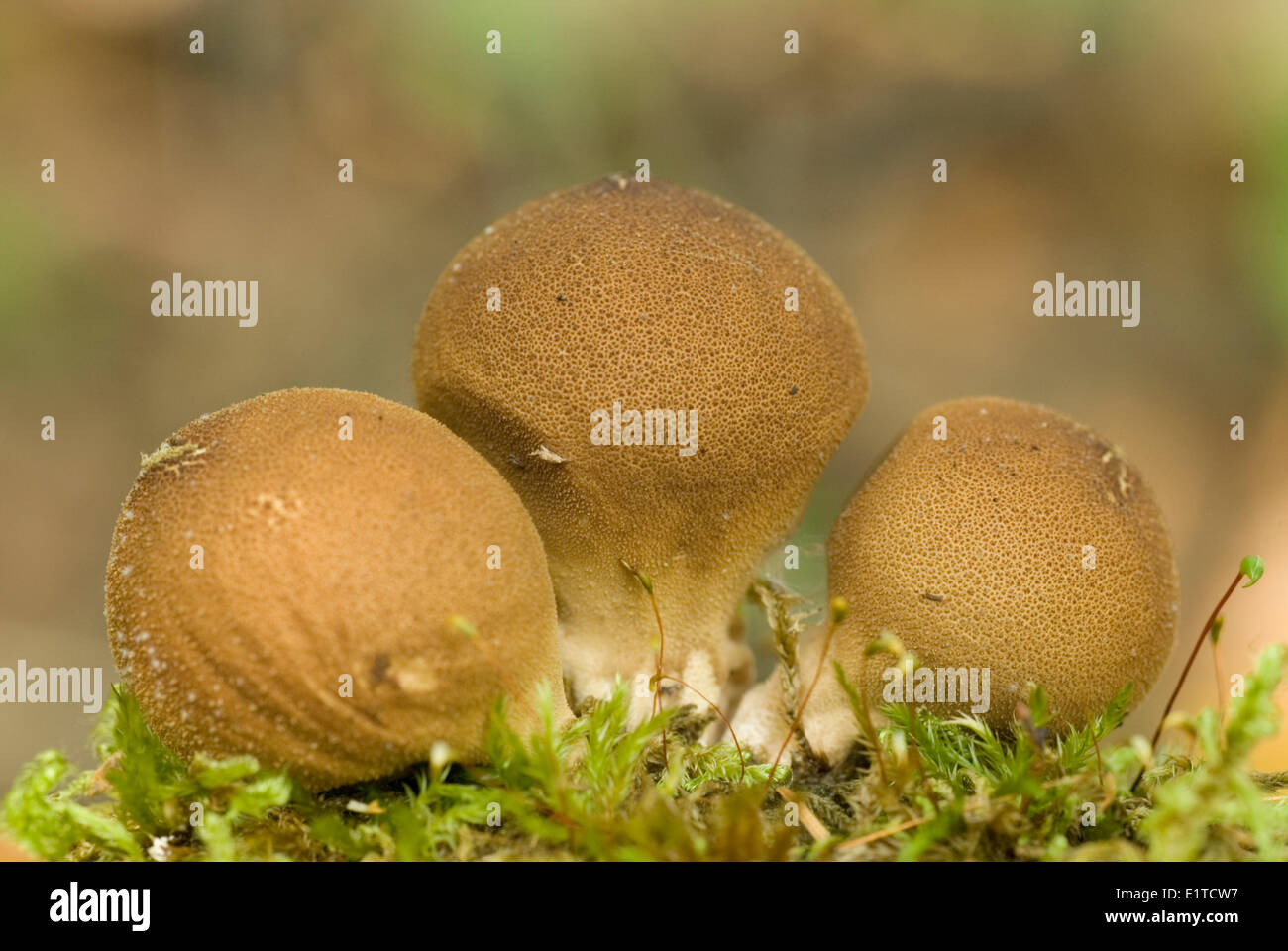 Three growths of Morganella subincarnata Stock Photo - Alamy