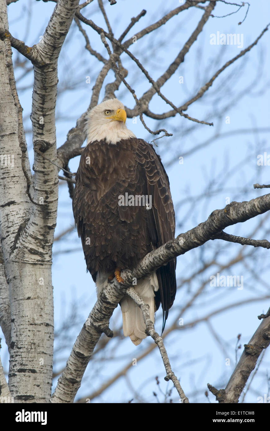 A Bald Eagle (Haliaeetus leucocephalus) sitting in a tree Stock Photo - Alamy