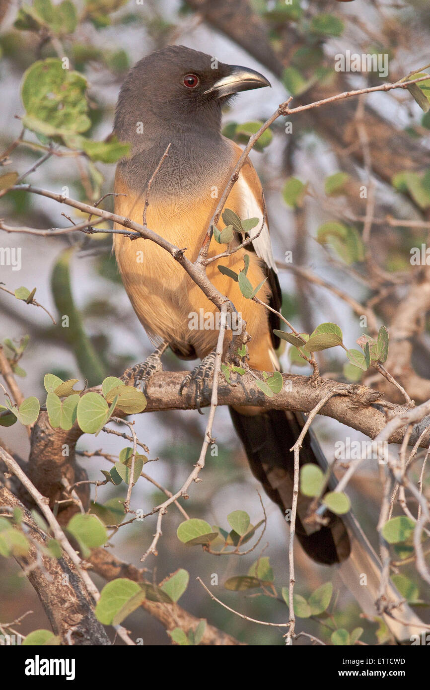 Portrait of Rufous Treepie Stock Photo - Alamy