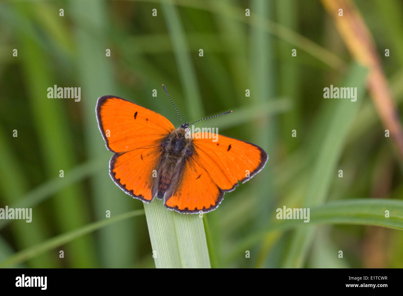 Copper butterfly hi-res stock photography and images - Alamy