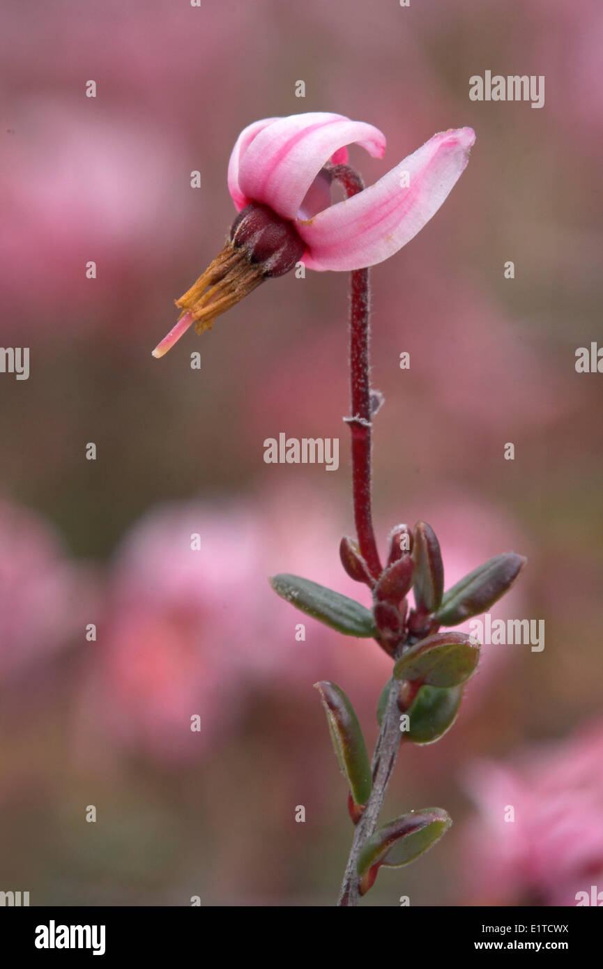 Cranberry oxycoccos palustris hi-res stock photography and images - Alamy