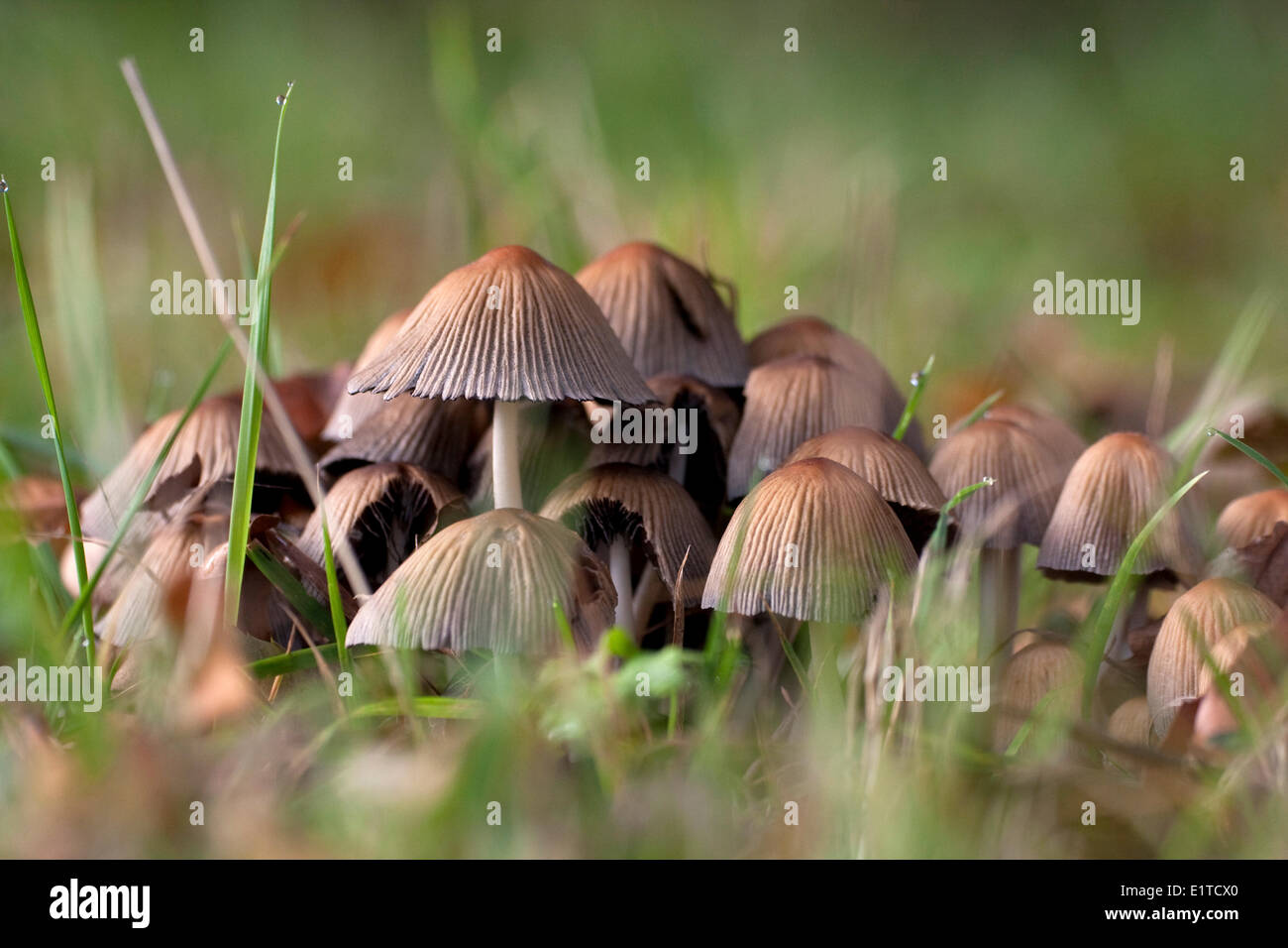 Mica ink cap mushroom hi-res stock photography and images - Alamy