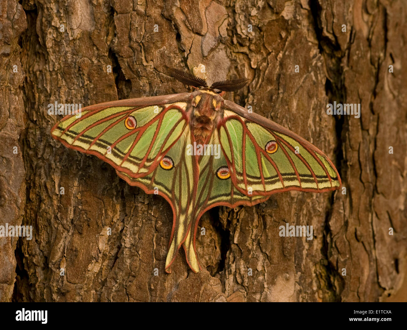 Spanish moon moth hi-res stock photography and images - Alamy