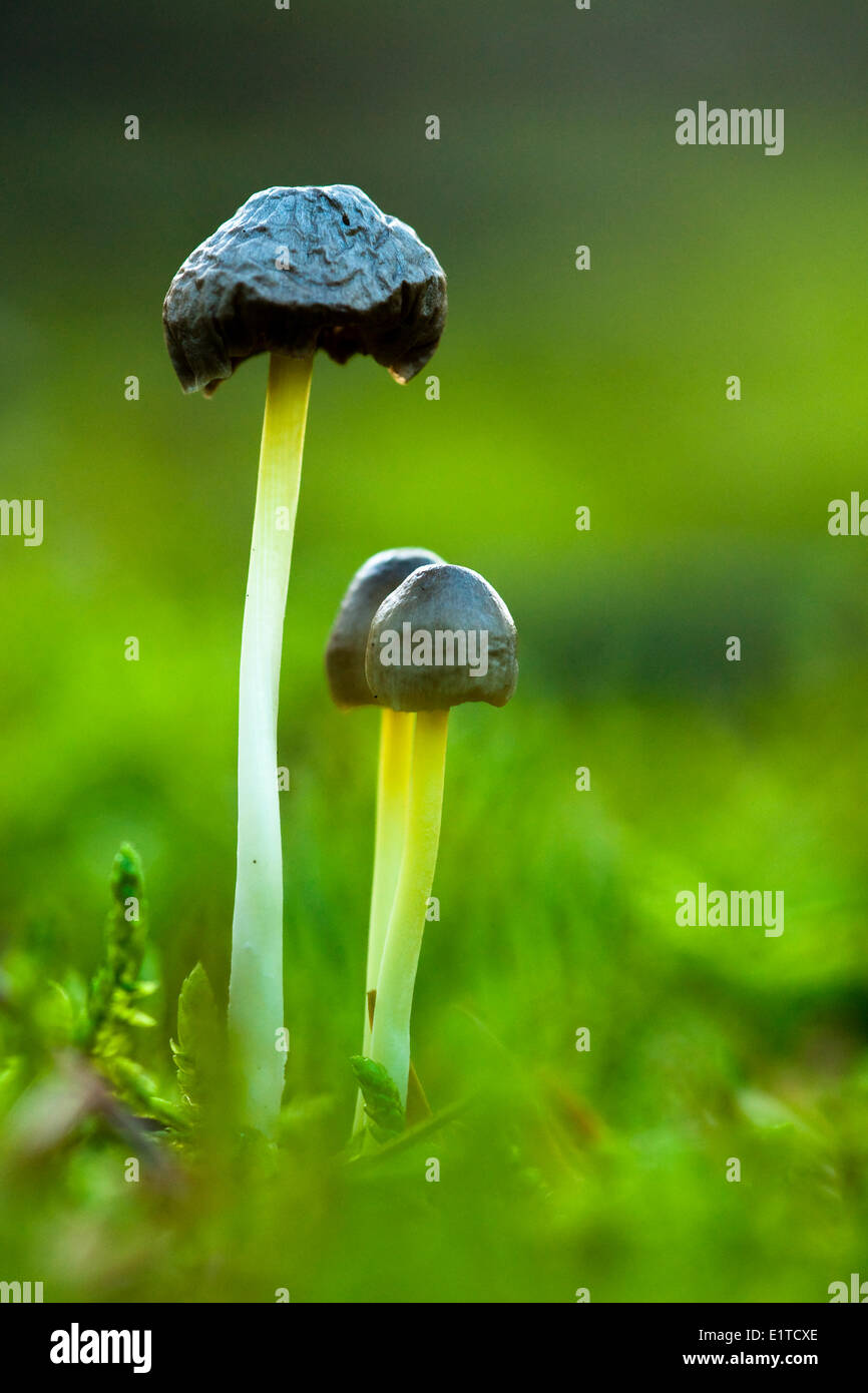 Mycena mushrooms in pine hi-res stock photography and images - Alamy