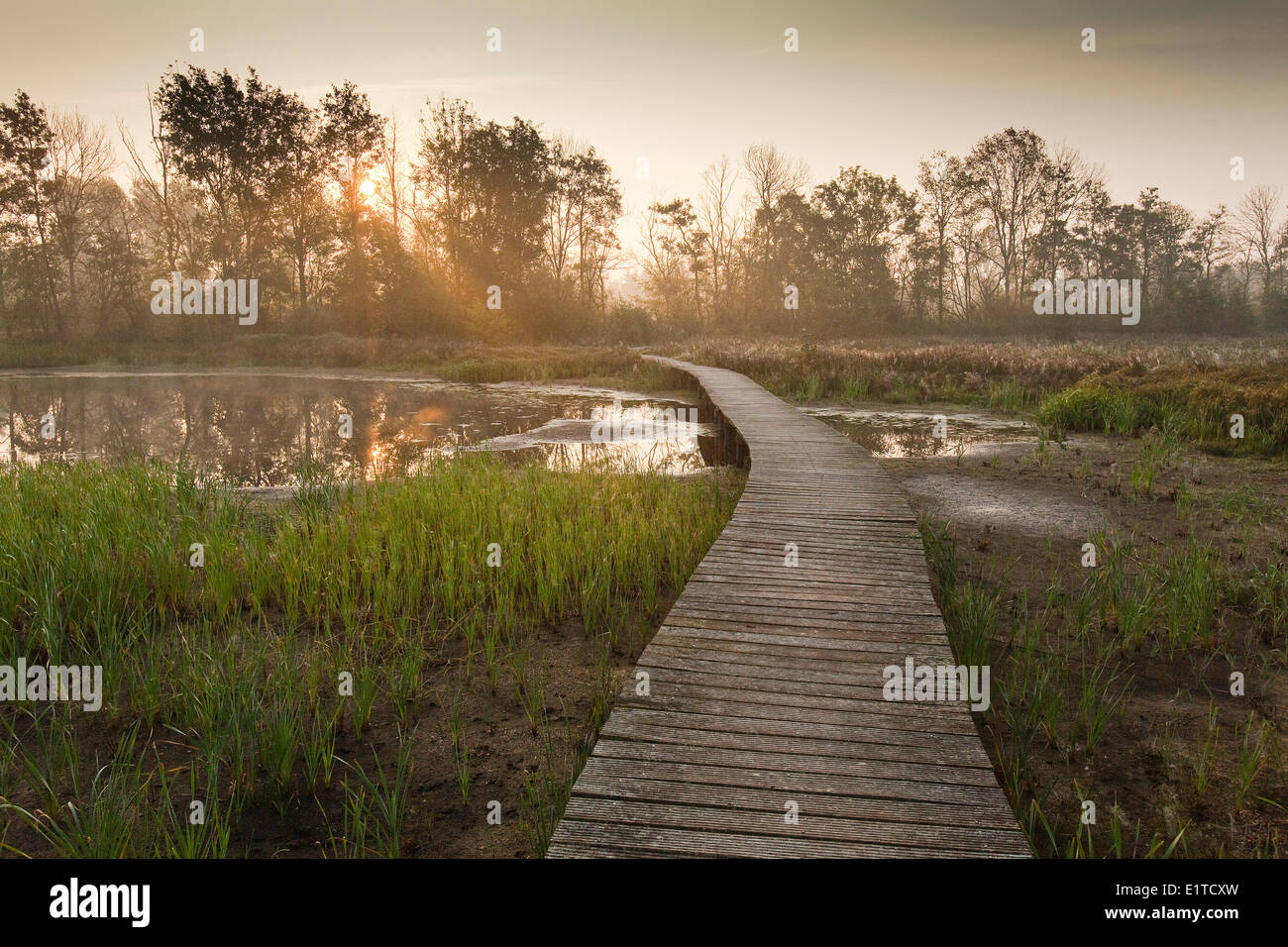 Nature development in former,ancient woodland Stock Photo - Alamy