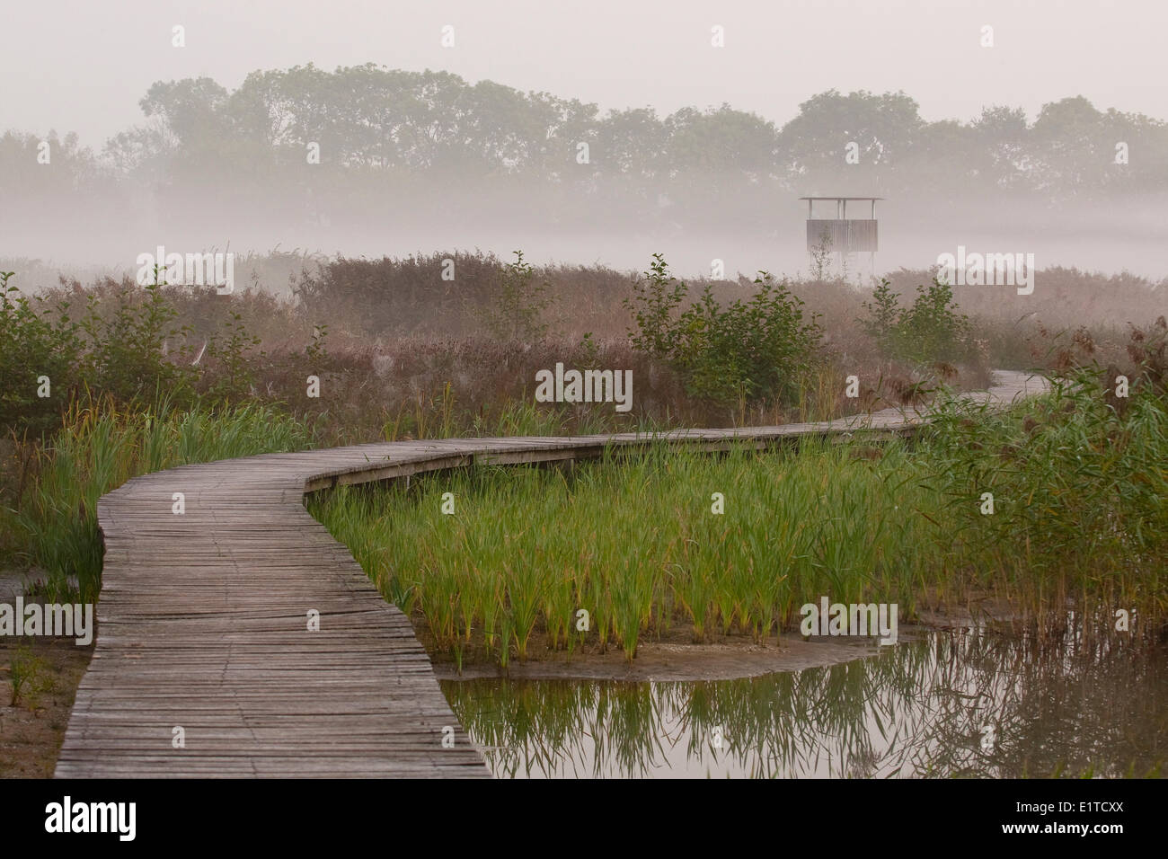 Nature development in former ancient woodland Stock Photo - Alamy