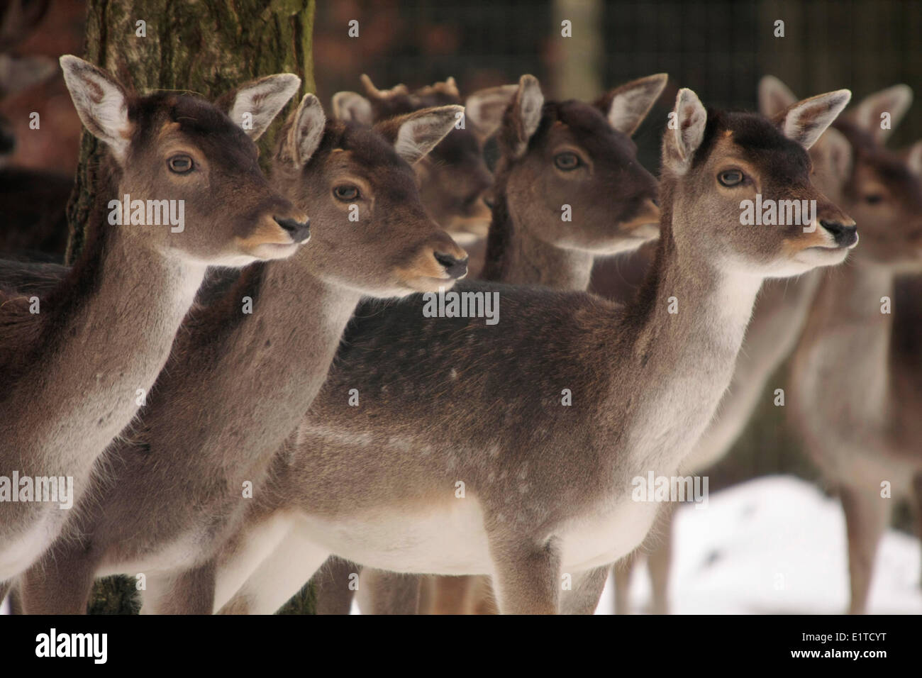 Fallow doe at a deer park Stock Photo - Alamy