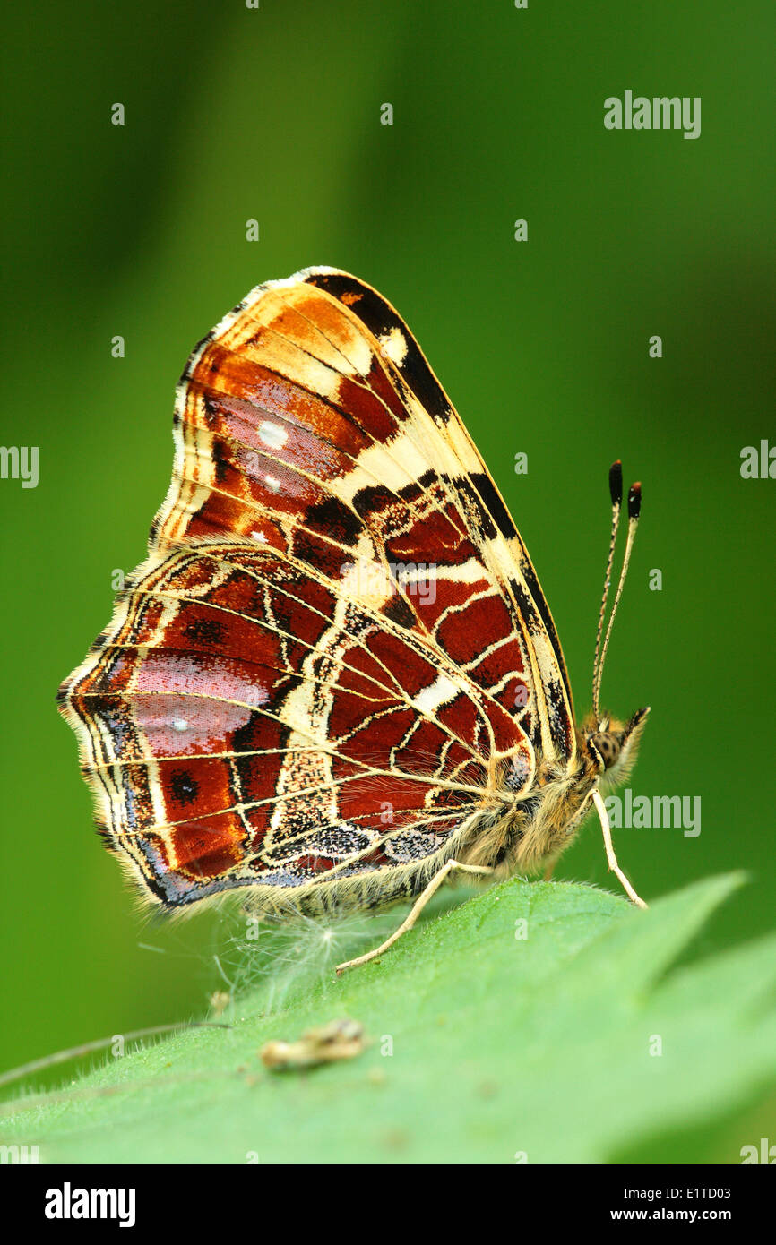 Map generation hi-res stock photography and images - Alamy