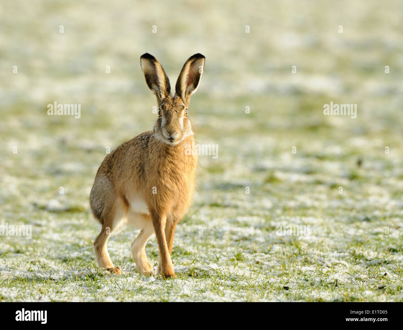 Hare pose hi-res stock photography and images - Alamy