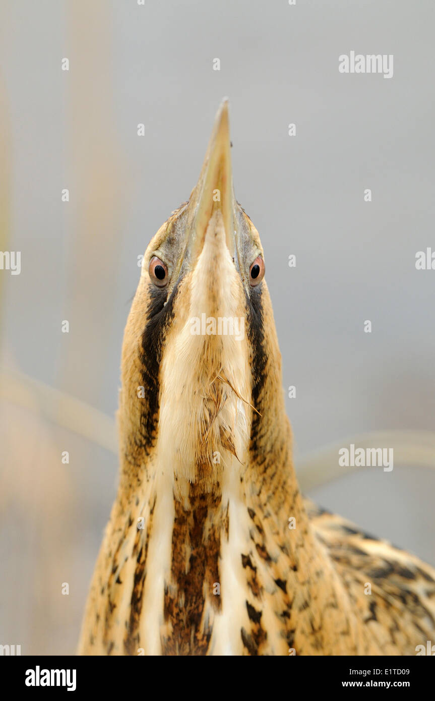 Headshot of a Bittern standing straight Stock Photo - Alamy