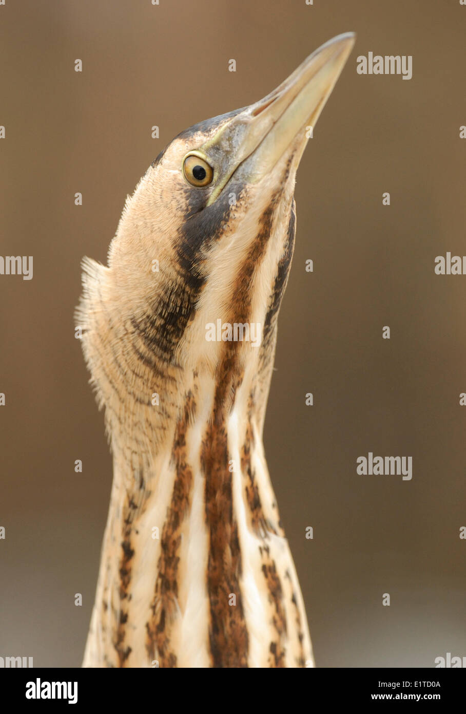 Roerdomp in paalhouding hi-res stock photography and images - Alamy