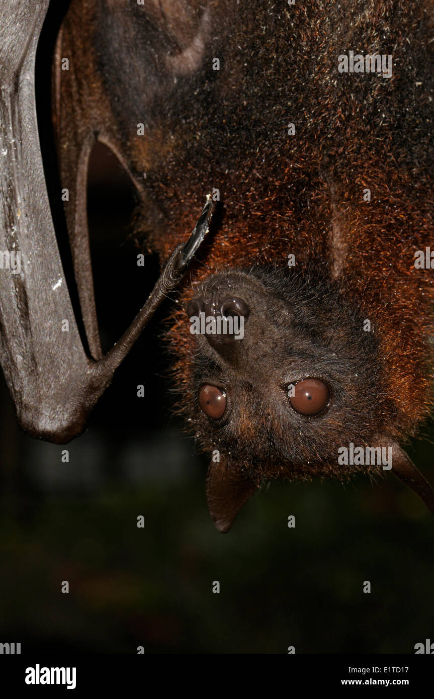 portret of adult male large flying fox Stock Photo - Alamy