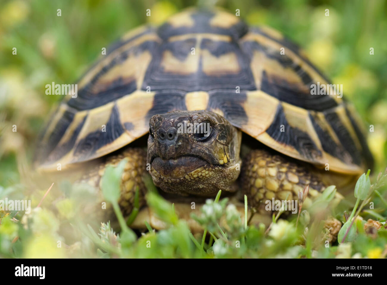 Fauna menorca hi-res stock photography and images - Alamy
