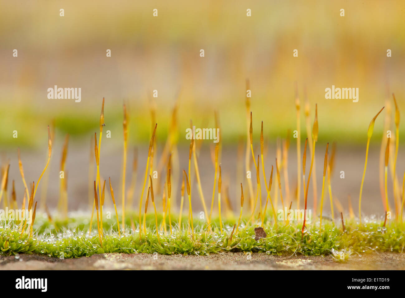 Wall screw moss tortula muralis hi-res stock photography and images - Alamy