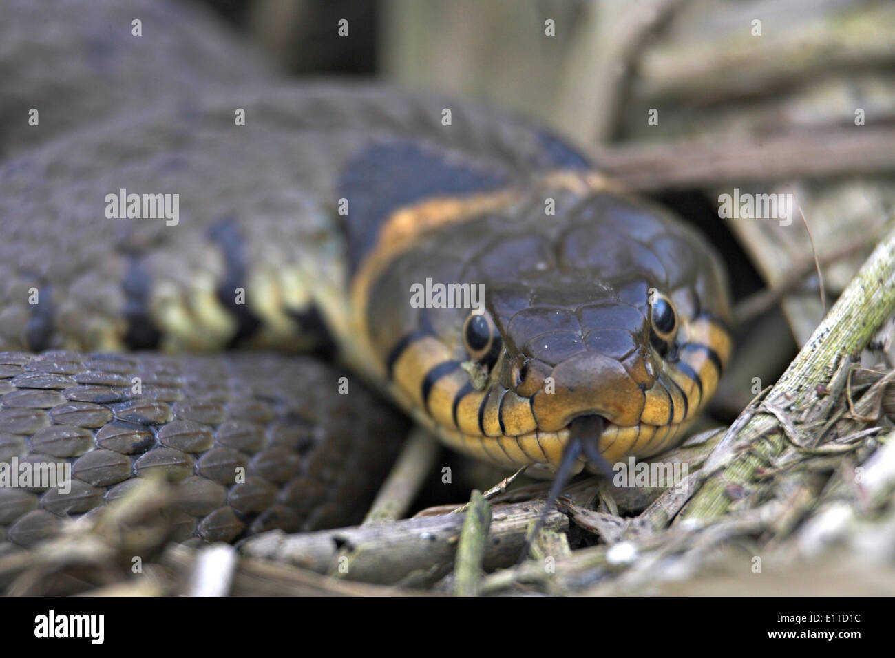 Lapped hi-res stock photography and images - Alamy